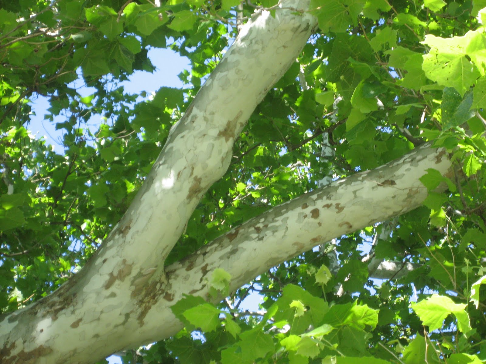 Oak Openings and Observations: The Sycamores of Michigan State