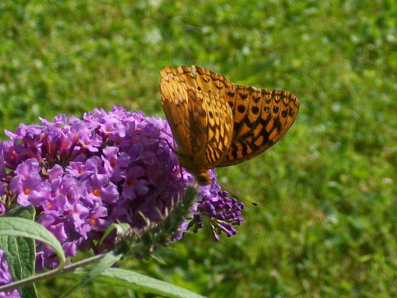 GEOCACHING & TRAVEL'IN WITH GRAMMY AND THE PAPILLON PRINCESS: AROUND ...
