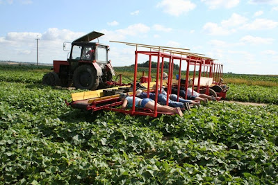 The incredible cucumber picking machine