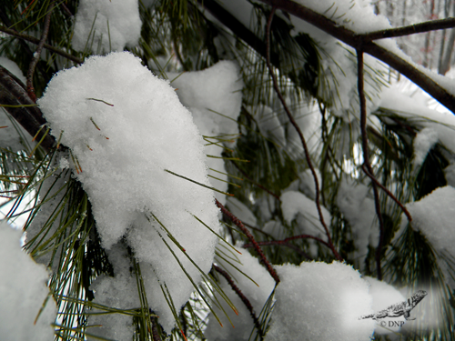 Dakota's Nature Photos: Snow-Capped Pine Needles