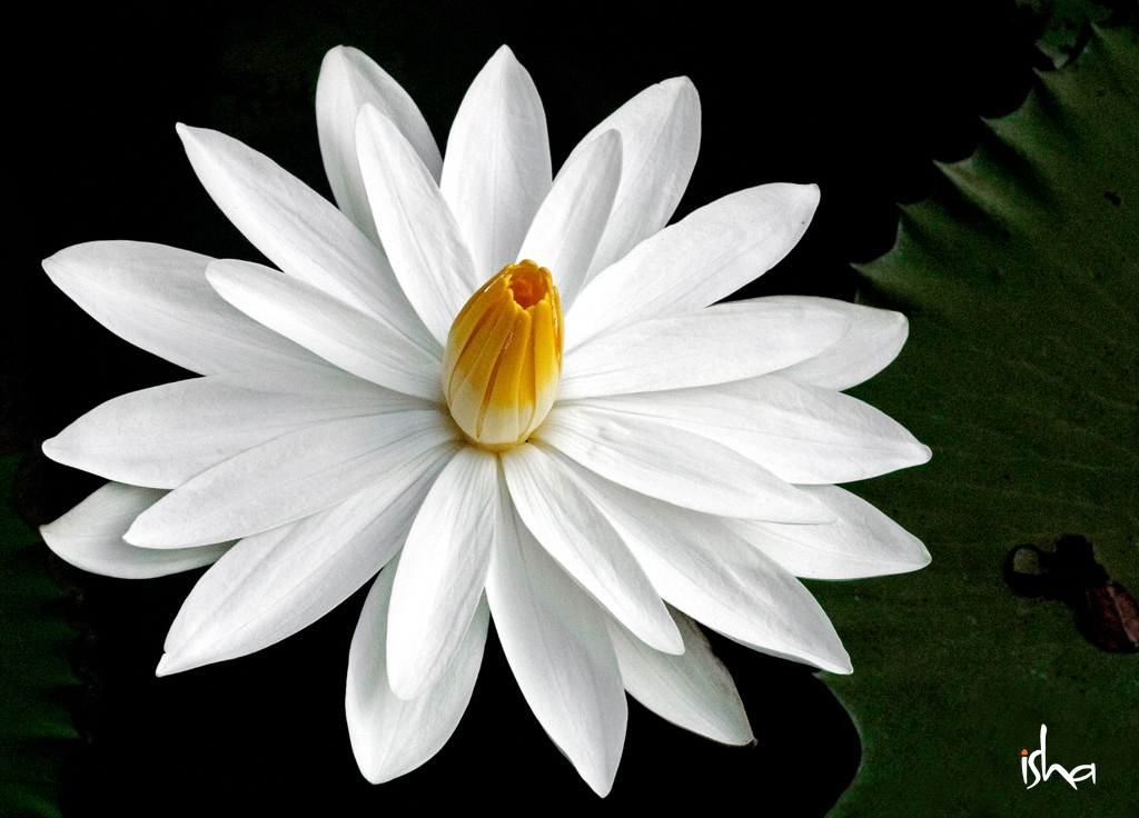 Ananda Alai..: குரு வாசகம்