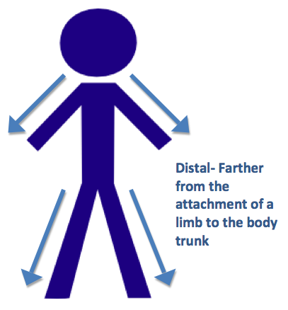 Anatomy2hour: Organization and Directional Terms