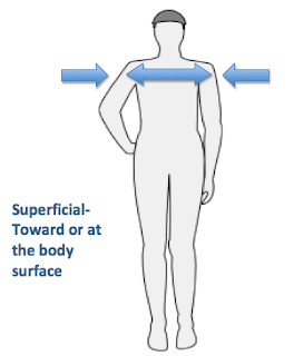 Anatomy2hour: Organization and Directional Terms