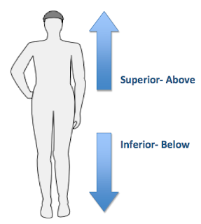 Anatomy2hour: Organization and Directional Terms