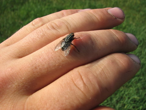 Up In the Valley: Of Corn, Squash Pumpkins, Heat,Rest Flies, And ...