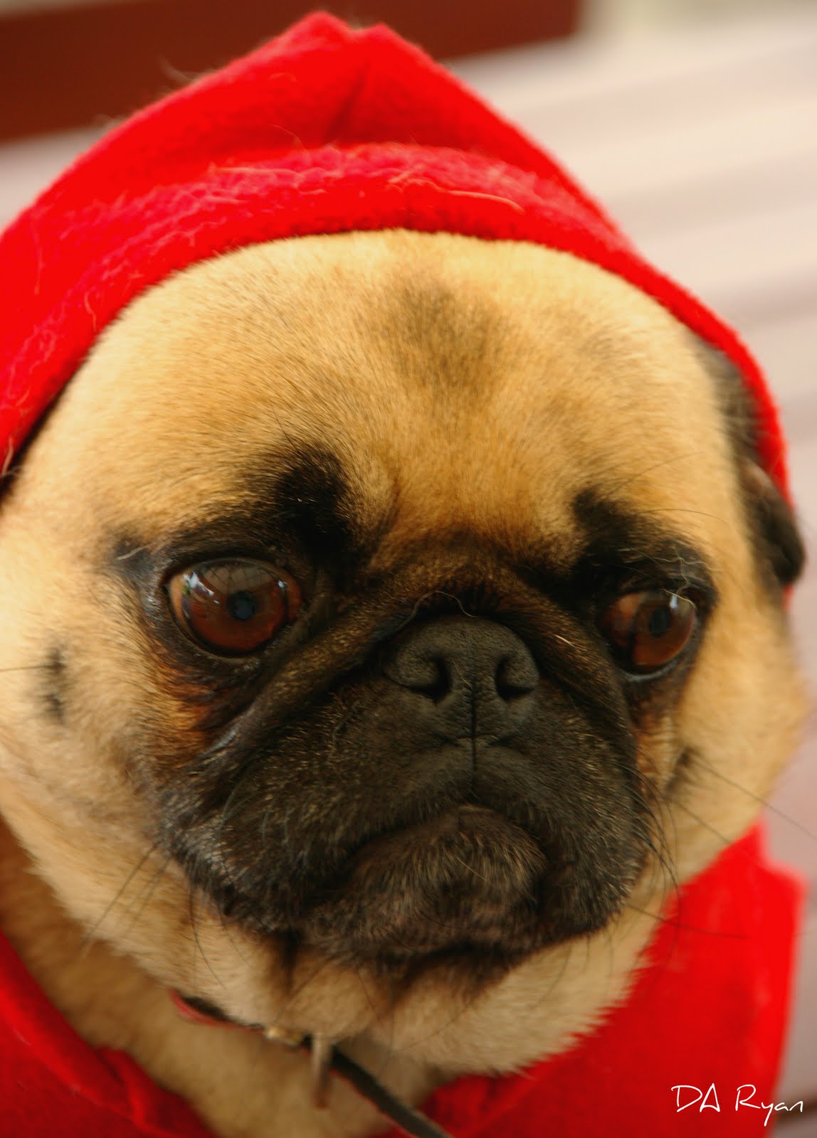 Pugelicious: Little Pug Riding Hood