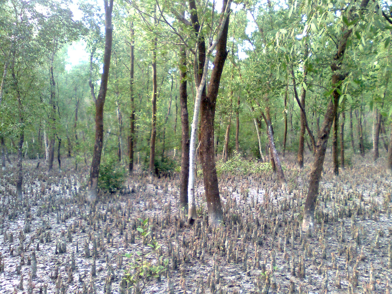Beautiful Bangladesh: Nijhum dip:The Island of serenity