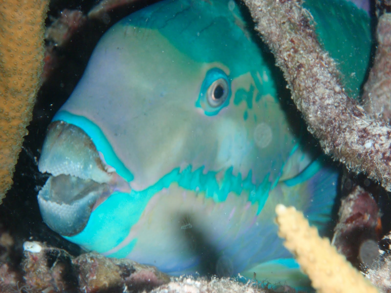 Memoirs do Alem: Parrot Fish