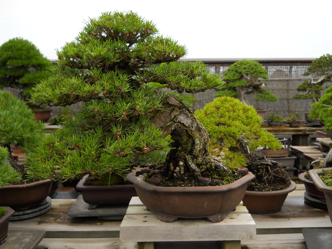 Work In Progress: Bonsai. The Samurai way
