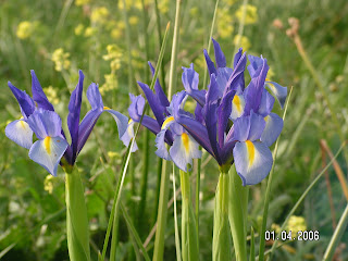 Paisajes de La Janda: Lirius