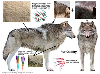 Fans Love Midnight Sun: New Moon’s CGI Wolves: The Rundown