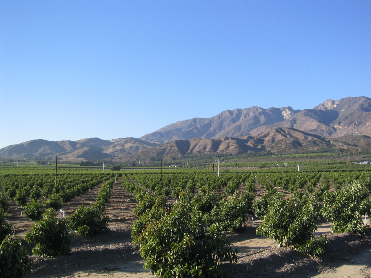 The Avocado and I: Brokaw Nursery of Saticoy, California