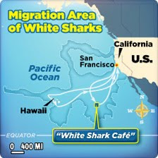 Current Events Blog: Great White Sharks Are Closer Than You Think