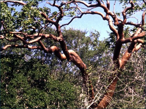 ecolocosUCI611: También las plantas cuentan…