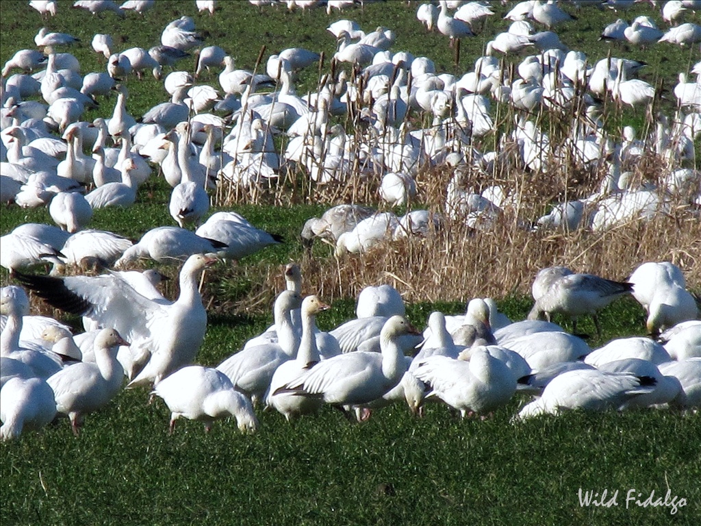 Lesser Snow Goose