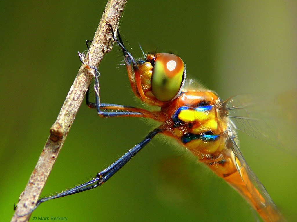 The animal kingdom: Arthropods