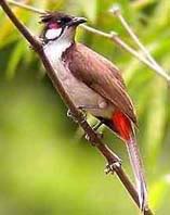 BREEDER CUCAK ROWO & MURAI BATU YOGYAKARTA: SUKU PYCNONOTIDEA ( CUCAK ...