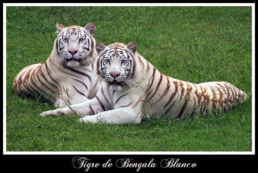 Tigre de bengala wallpaper - Imagui