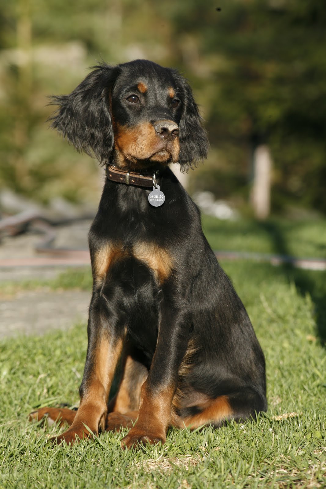 Trollheimen Kennel: Ny valp