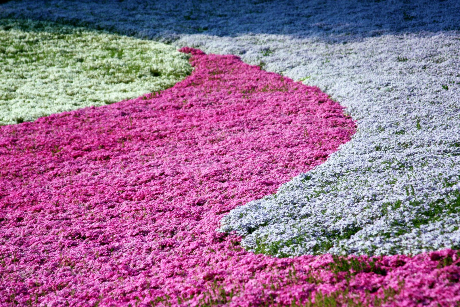 Japan – Tokyo, Hot Spring | LOCAL COLOR