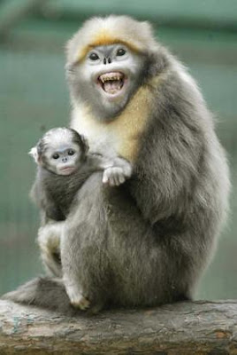 National Geographics: long nosed monkey