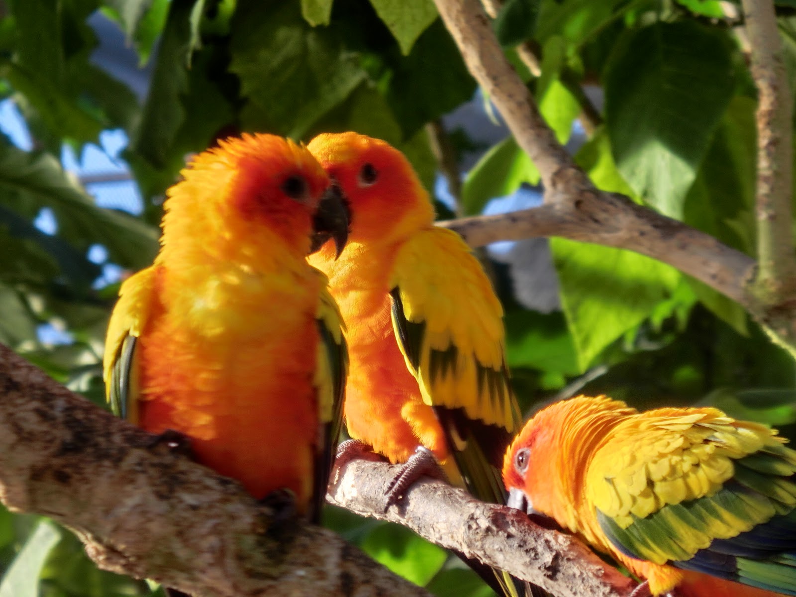 TweetAdder (tweet adder 3.0): 'Kakegawa Kachoen' (Owls & Parrots Park ...