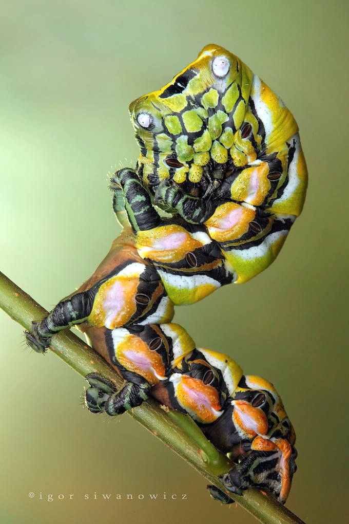 Amazing Microscopic Photography