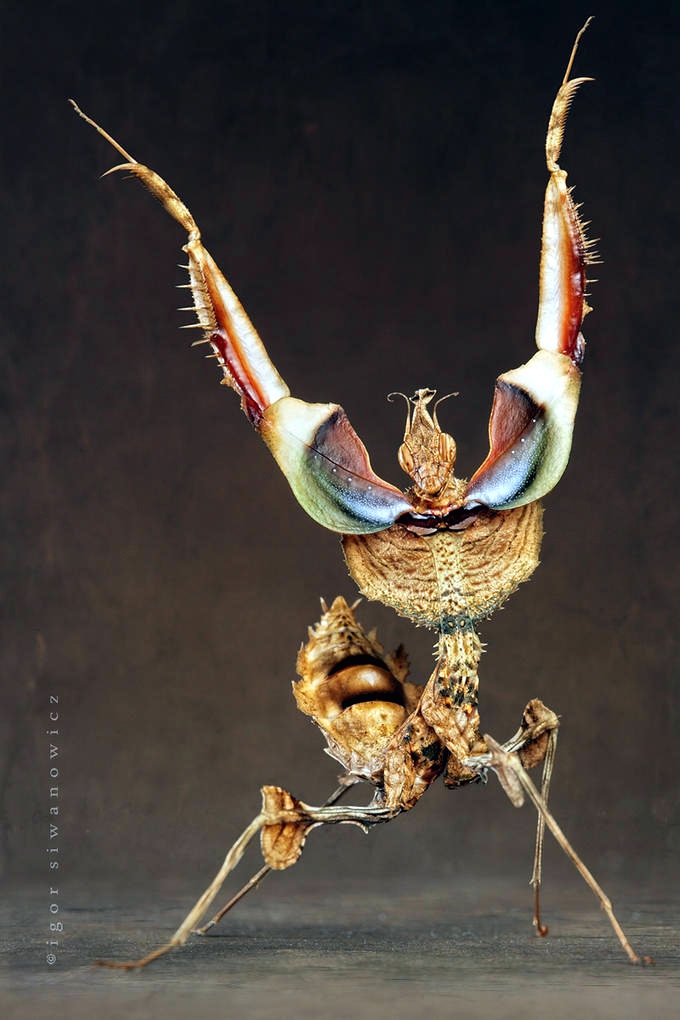 Amazing Microscopic Photography