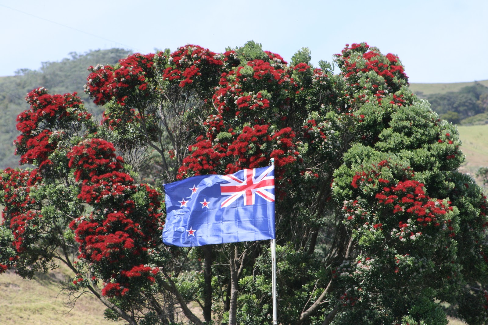 New Zealand Christmas Tree - Pohutukawa ~ Oldbear News