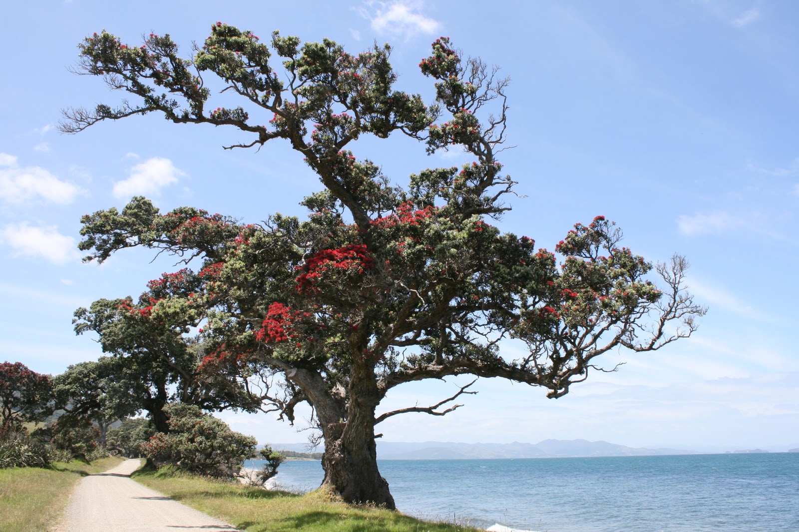 New Zealand Christmas Tree - Pohutukawa ~ Oldbear News