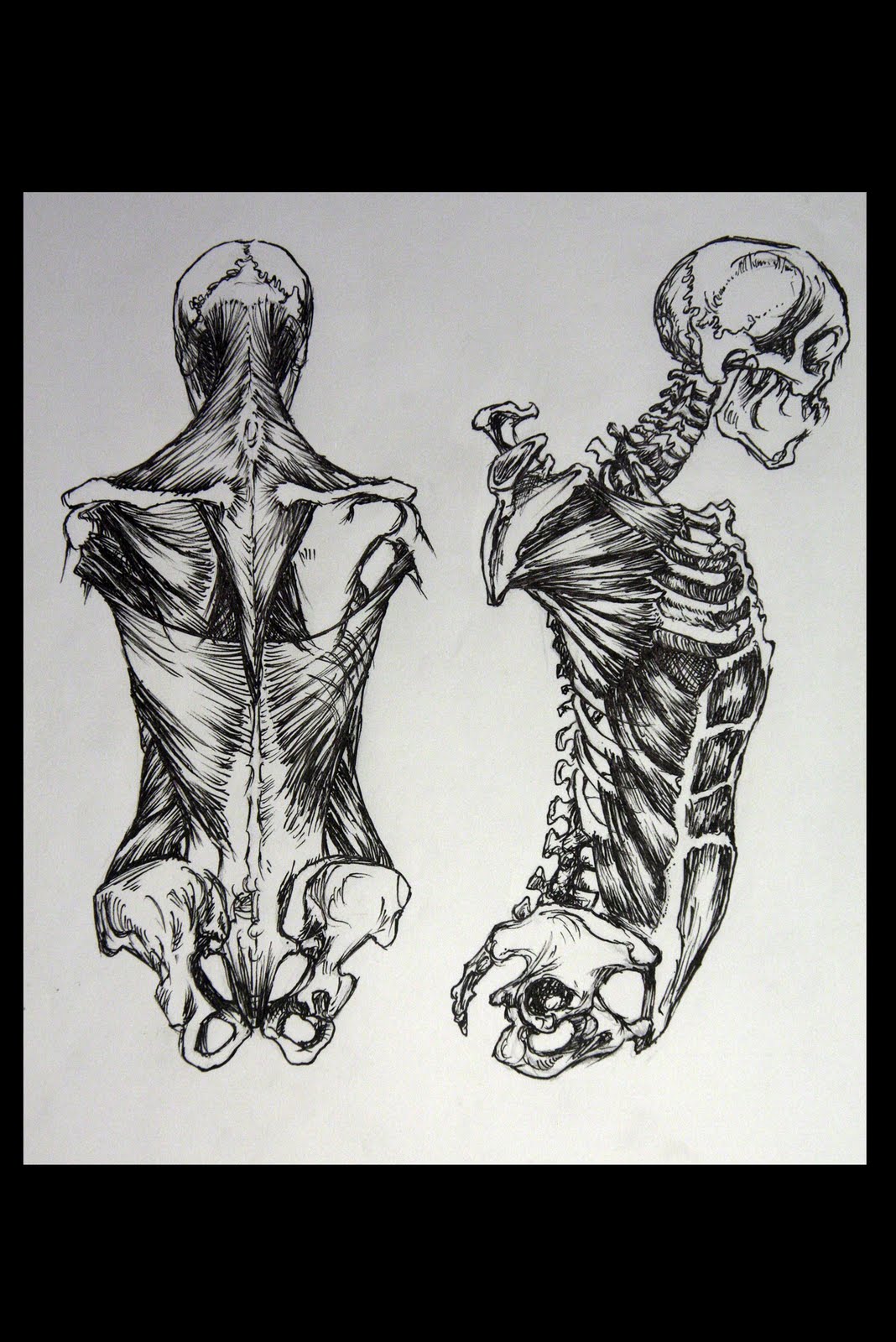 TANK's portfolio: more muscle study using pen