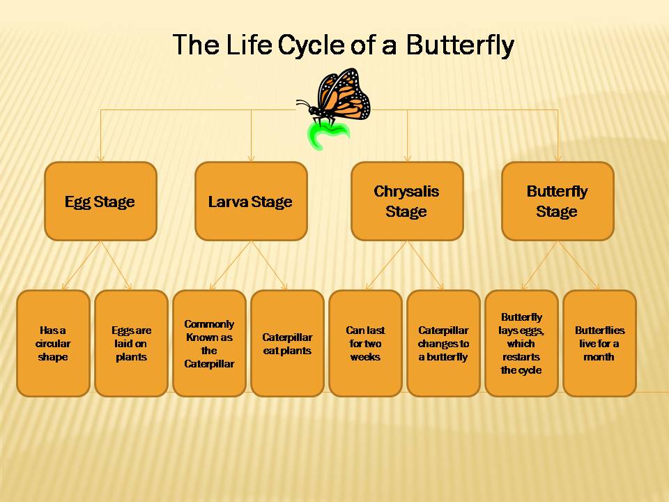 Janelle Webb: Concept Mapping
