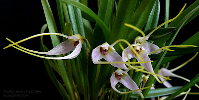 Florzinha de estufa: Dezembro 2008