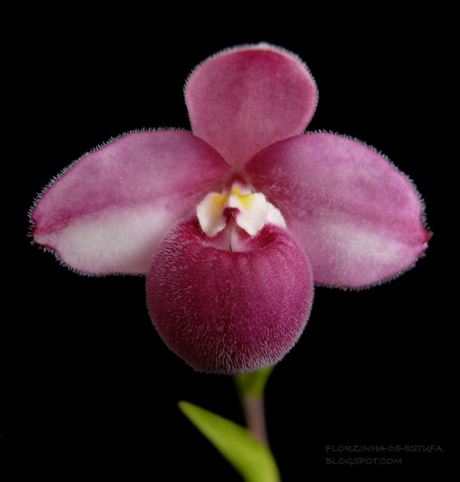 Florzinha de estufa: Phragmipedium fischeri