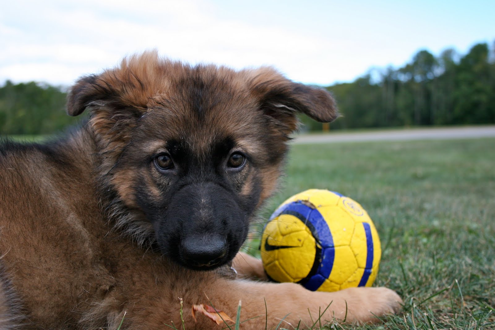 Preppy Puppies: The Tripper Project