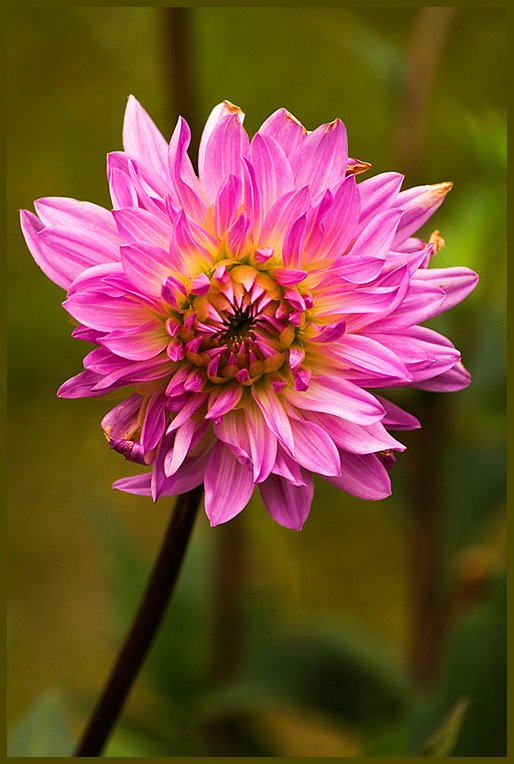 LOODUSELAMUSED: Selle suve viimane, Daalia, Dahlia,