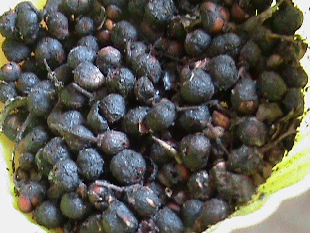 Cocina Chilena . Recetas Caseras: Puré al MAQUI con Camarones Salteados