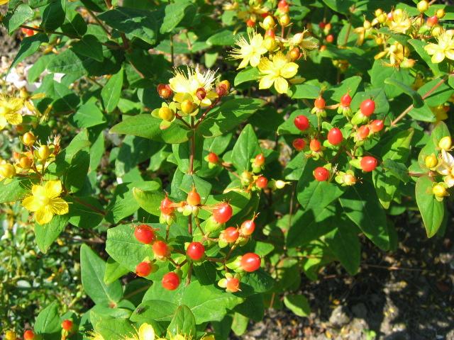 Meilleurs Arbustes de Jardin | Arbustes à feuillage décoratif et ...
