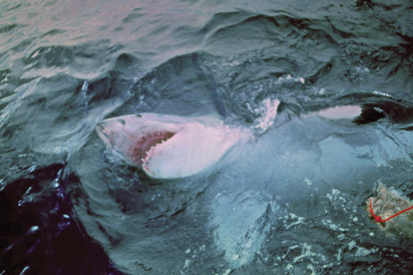 Movie Memorabilia Emporium: Jaws (1975) Promotional photos - High ...