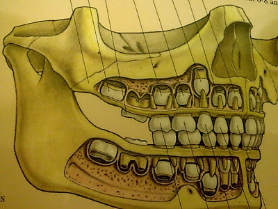 PELO MEU OLHAR...: Odontologia - Dentição mista