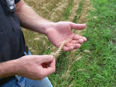 Dougintology: How to tell when to harvest the wheat