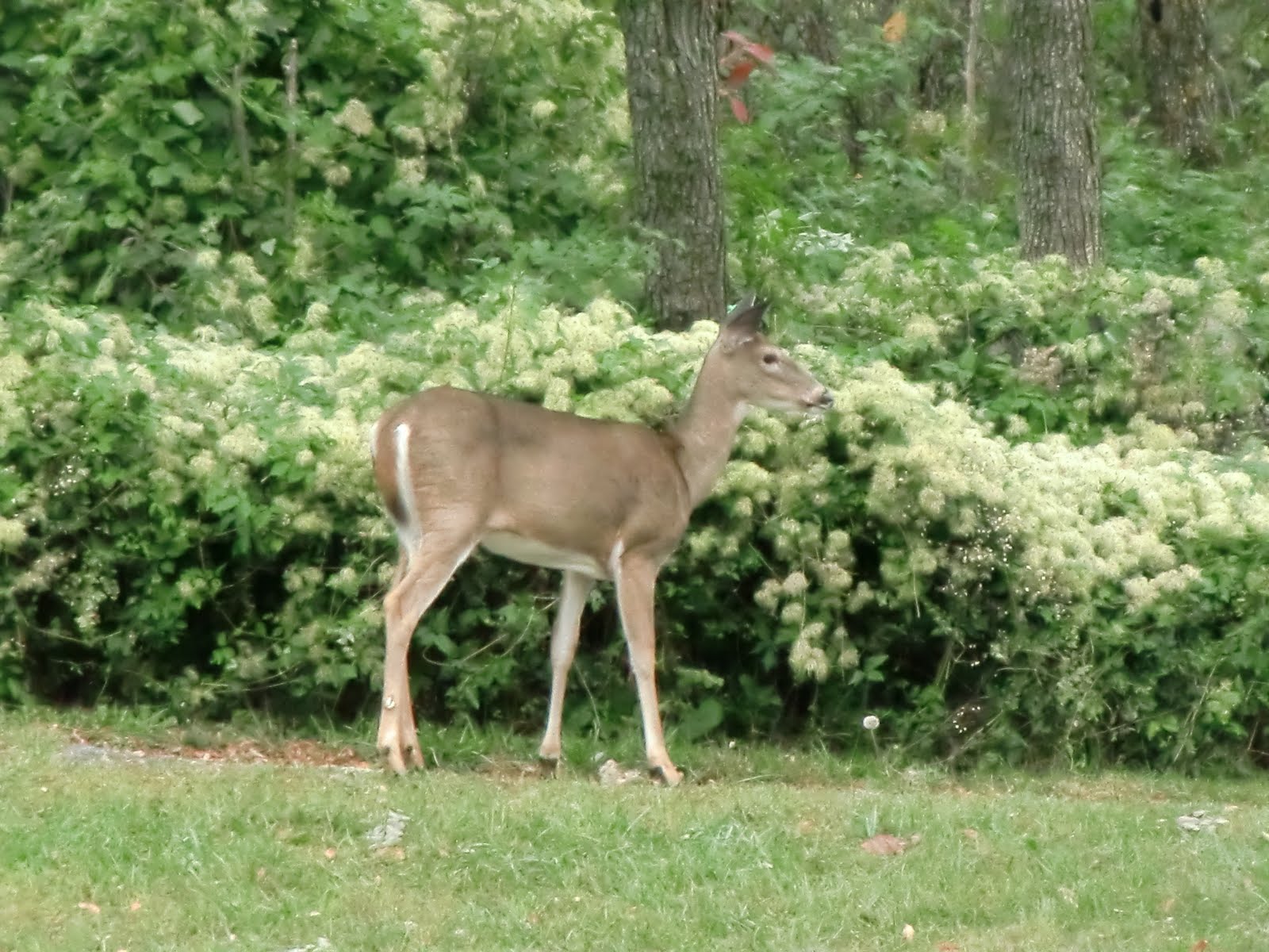 John and Marie-Claire: Skyline Drive, Blue Ridge Parkway and Great ...