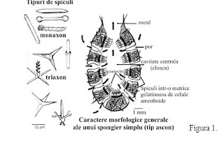 INGINERIE GEOLOGICA: Paleontologie curs 2 Porifere,Cnidaria