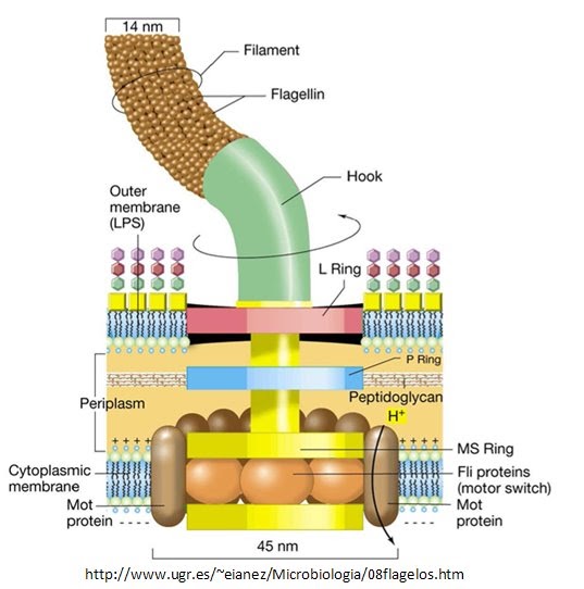 Fisiólogos al EXTREMO: Flagelos Bacterianos