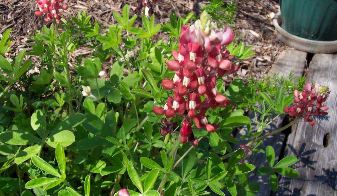 My Garden Pictures: Texas Maroon Bluebonnet