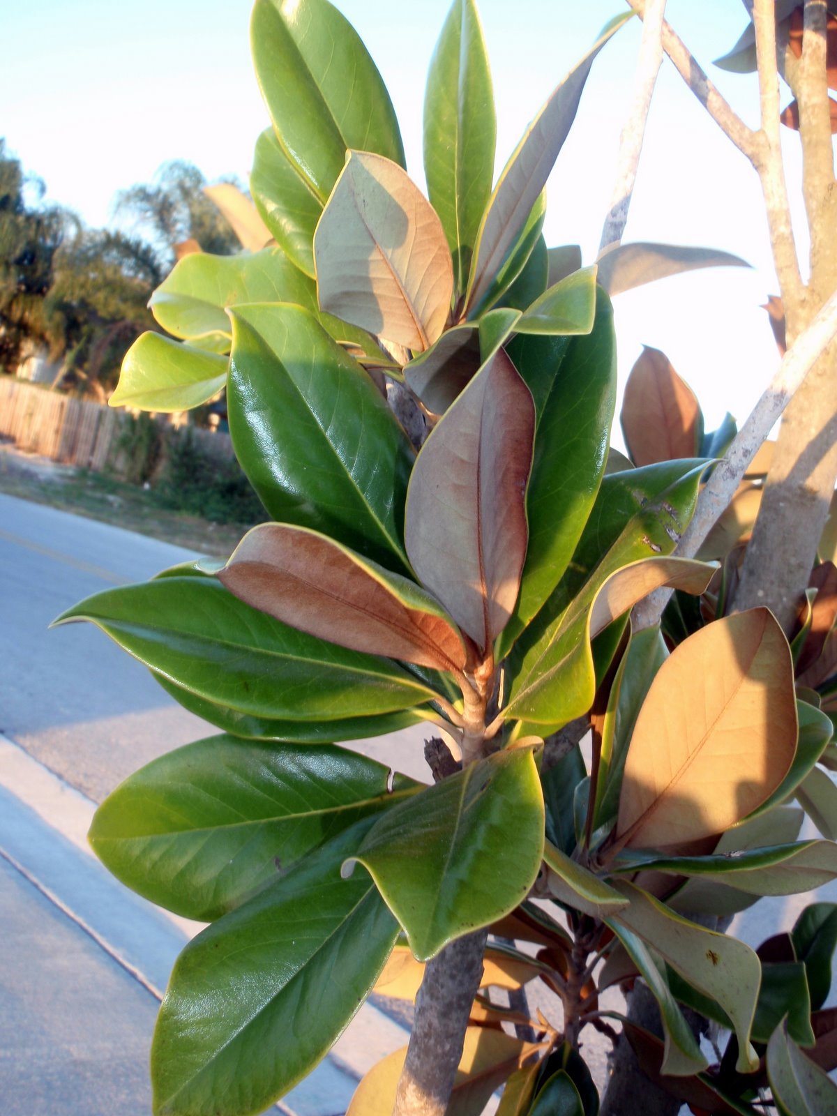 South Florida Gardening Blog: Sweetbay Magnolia (Magnolia virginiana ...