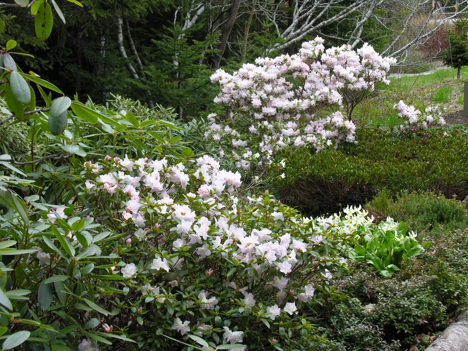 MUN Botanical Garden: Early Season Rhododendrons
