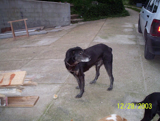 sMYleART BLOG's ELEONORA CORRIAS: IL CANE PASTORE FONNESE