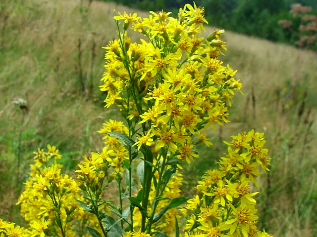 Flora Spontana: Sunatoarea >>Hypericum montanum