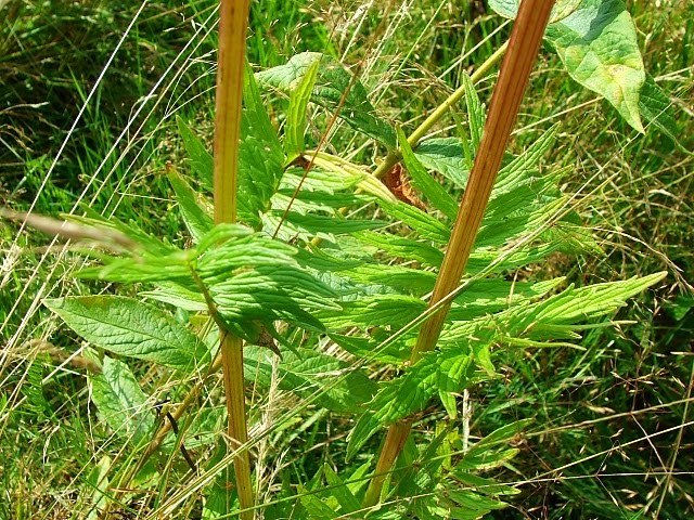 Flora Spontana: Valeriana >> Valeriana officinalis
